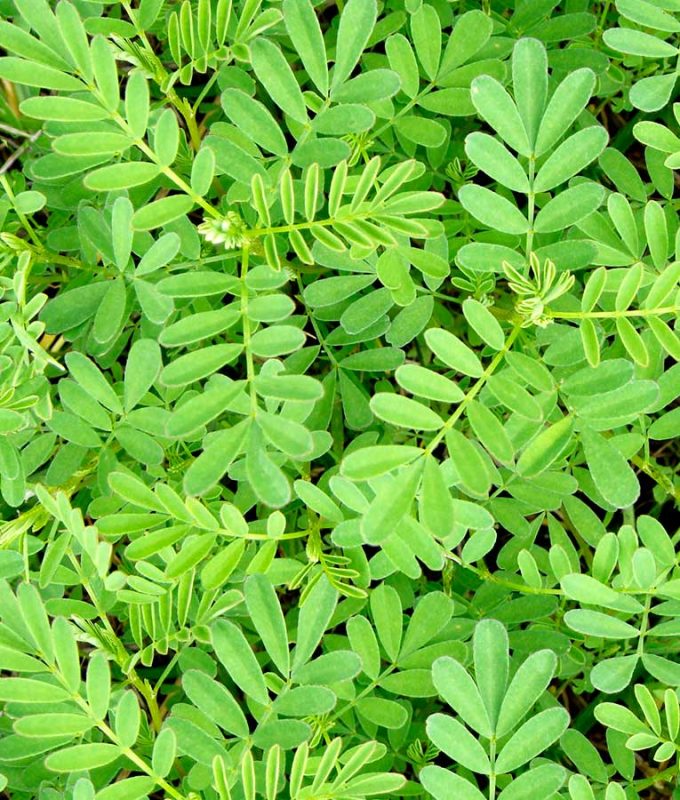 Elida – Biophilic Design Wall Mural – HD Walls Sustainable Wallcovering